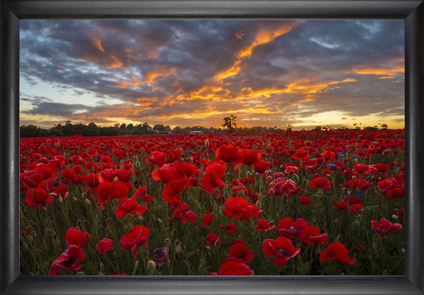 Poppy Delight (Beechdale) - Our Country Hearts